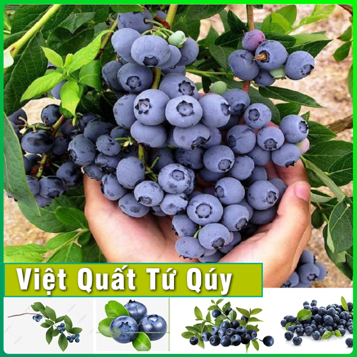 Cây Việt Quất Tứ Quý đang quả giống kèm bầu đất chiều cao 50cm - 80cm thích hợp trồng trong chậu ...