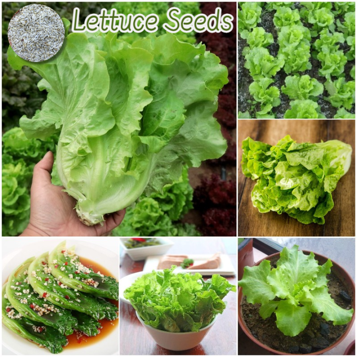 [Easy to grow in Malaysia] biji benih sayur salad Italian Lettuce Seeds ...