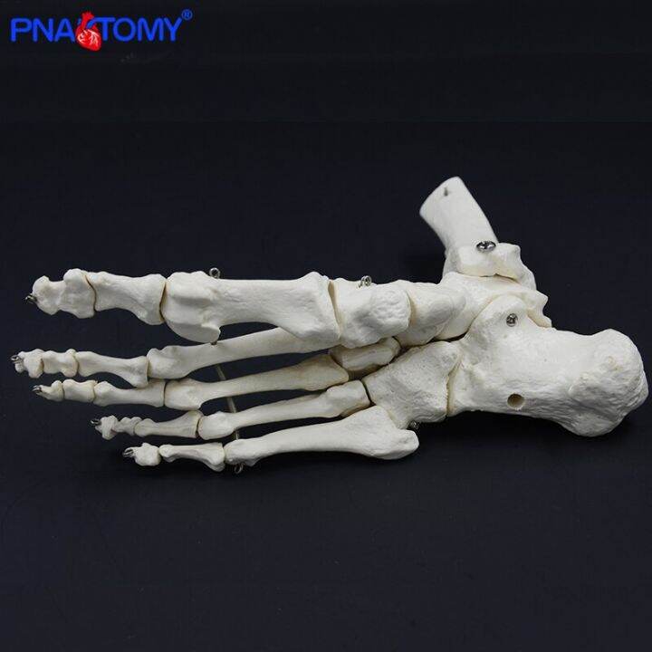 Life Size Joints and Bones of Foot Anatomy Human Foot and Ankle Model ...