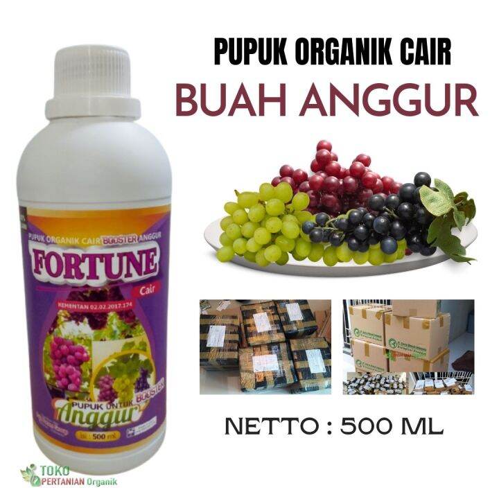 Pupuk Untuk Anggur Agar Cepat Berbuah Forutne Pemacu Pertumbuhan Buah
