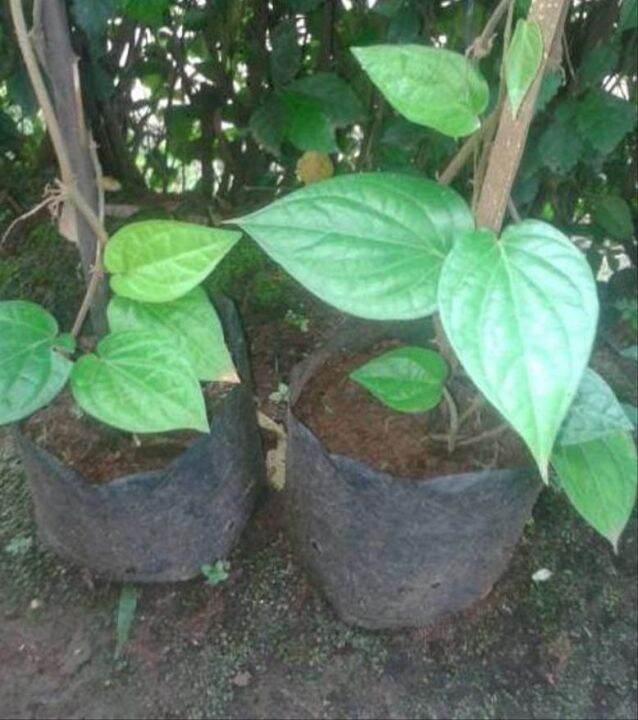 Anak pokok sireh betel leaf plant sapling | Lazada