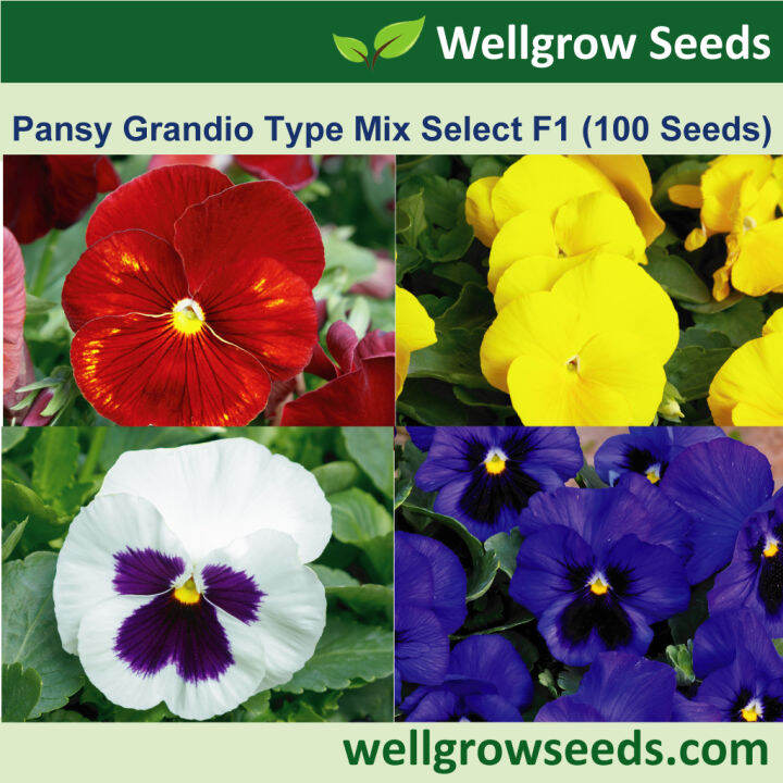 Pansy Grandio Type Mix Select F1 (100 sds) Flower Seeds Wellgrow Seeds ...