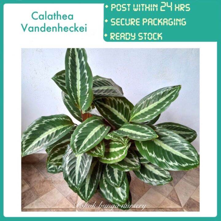 PBN - calathea vandenheckei - pokok bunga nursery picturata tanaman ...