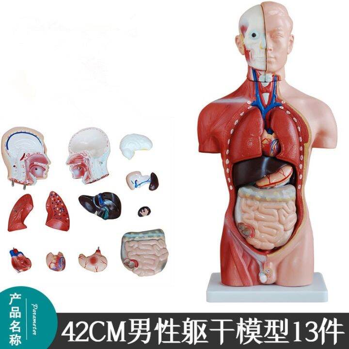 13parts 42CM Human Male Torso Heart Brain Trachea Esophagus Aorta ...
