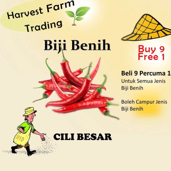 Biji benih cili besar 25pcs Vegetable Seeds BIJI BENIH CILI SEEDS ...