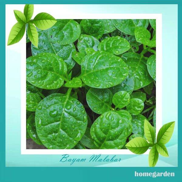 Bibit Bayam Malabar Benih Bayam Hijau Malabar Bibit Tanaman Sayuran ...