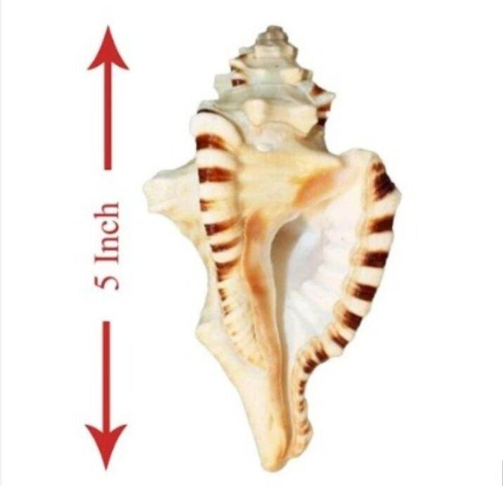 READY STOCK_VALAMPURI SANGU / GANESH SANGU SMALL SIZE BLOWING SHELL ...