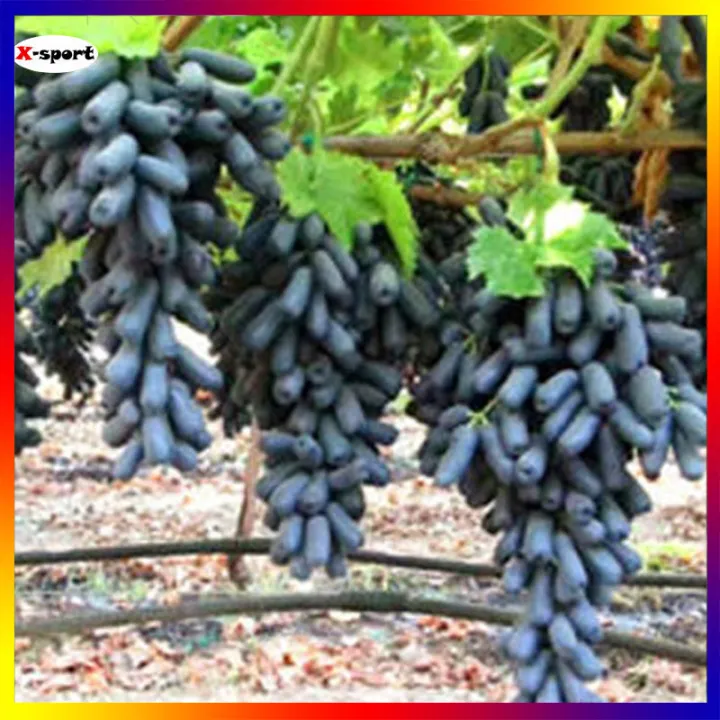 30 Pcs/Bag Rare Black Grape Seeds Sweet Black Atos Rare Hybrid Grapes ...