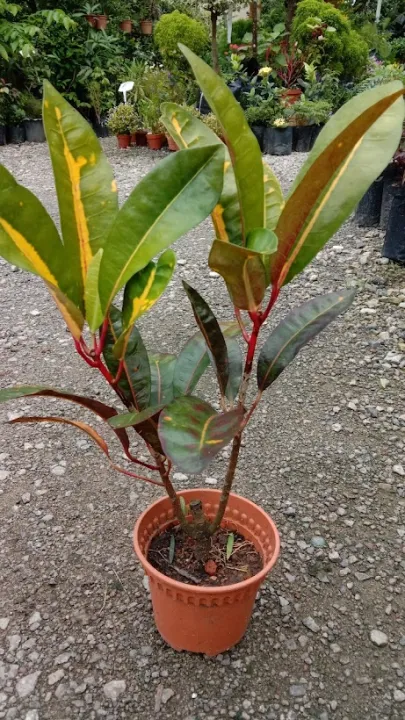 Pokok Puding Codiaeum Variegatum Ornamental Foliage Petra croton Plant ...