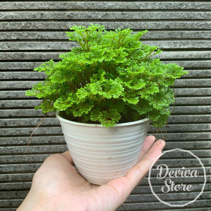 Tanaman Hias Indoor Lumut Moss Rumput Papua Ande Lumut | Lazada Indonesia