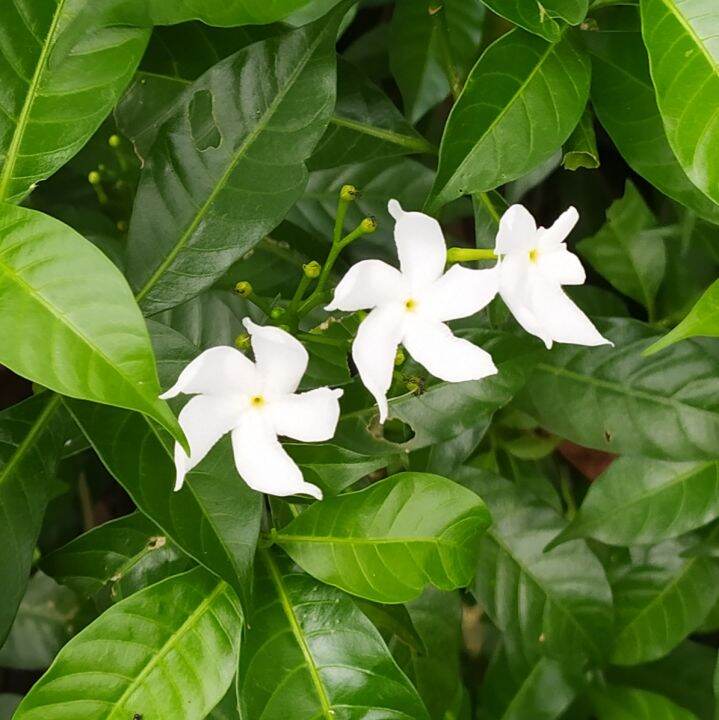 bibit tanaman bunga melati yasmin | Lazada Indonesia