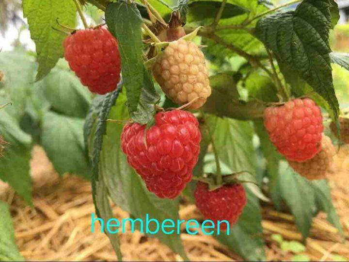 Anak Pokok Raspberry Hambereen | Lazada
