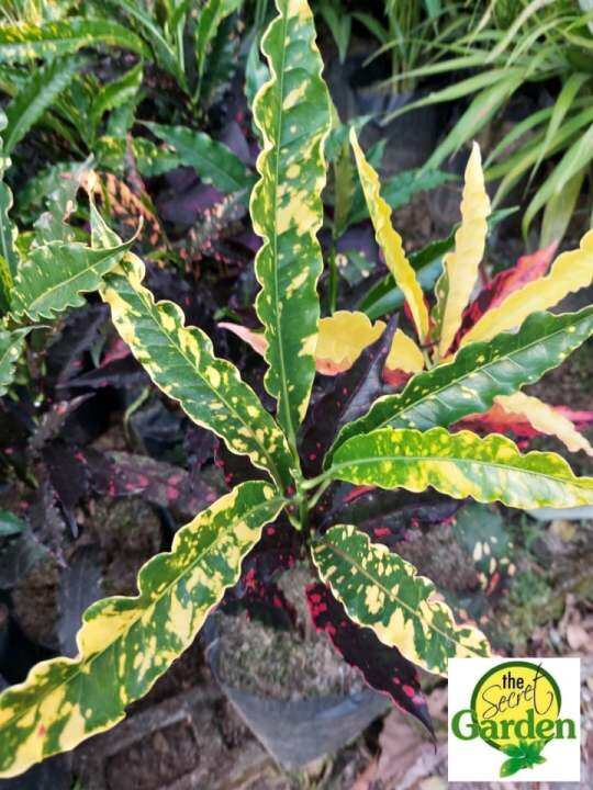 Croton Yellow Pie Crust with FREE plastic pot, pebbles and garden soil ...