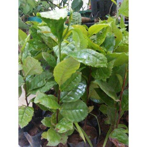 SÉT 8 Cây giống chè xanh ( trà xanh) HGJGH | Lazada.vn