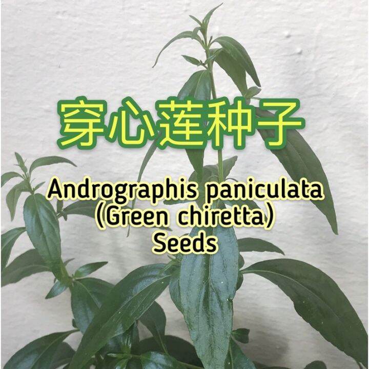 Seeds(Andrographis Paniculata） Green Chiretta | Lazada PH