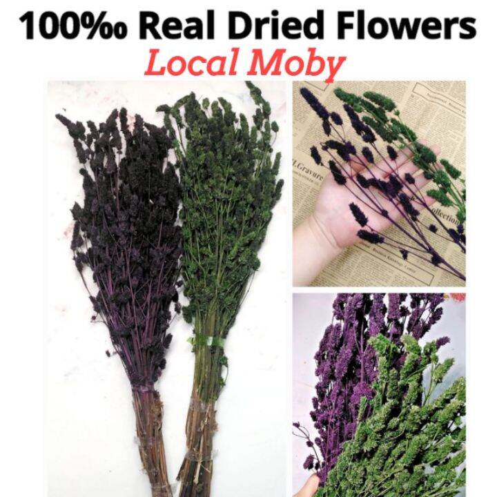 Dried Flower Moby (Local) BUNDLE for Decoration, Resin Art, DIY, etc ...