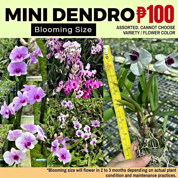 GBO Katrina: Dendro Mini Dendrobium | Orchids | Miniature | Lazada PH