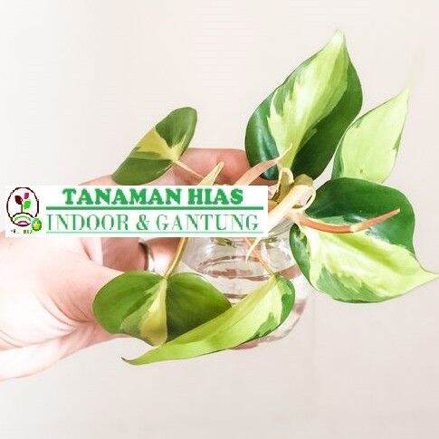 Tanaman Hias Hidup Daun Asli Sirih Gading Brazil Di Media Air Viral ...