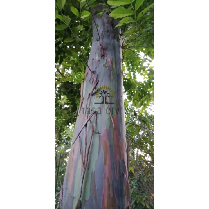 (5 GRAM PACK) Rainbow Tree Eucalyptus deglupta Bagras Seeds | Lazada PH