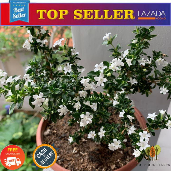 TANAMAN HIAS HIDUP POHON BUNGA SERBIN SERIBU BINTANG BERKUALITAS SEGAR ...