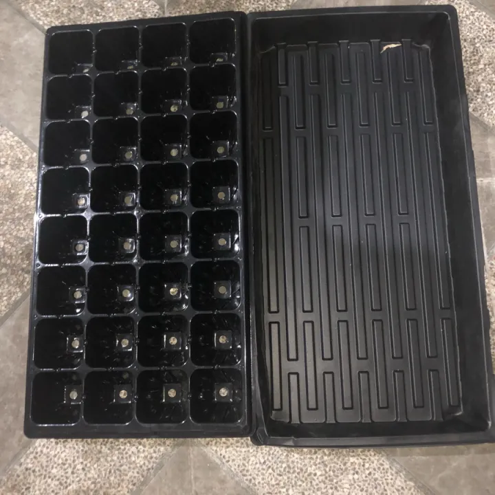 Tray Semai 32 lubang | Lazada Indonesia