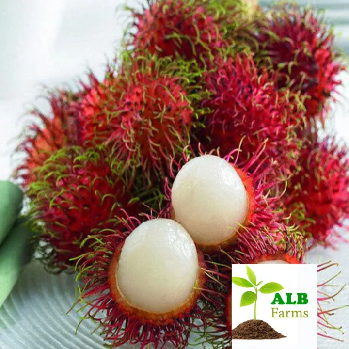 Rambutan SEEDS (Rongrien Variety) 15pcs | Lazada PH