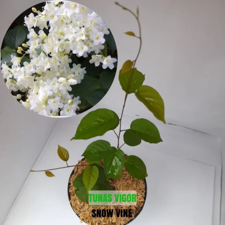 Bibit Bunga porana vollubilis / snow vine rekomendasi peternak lebah ...