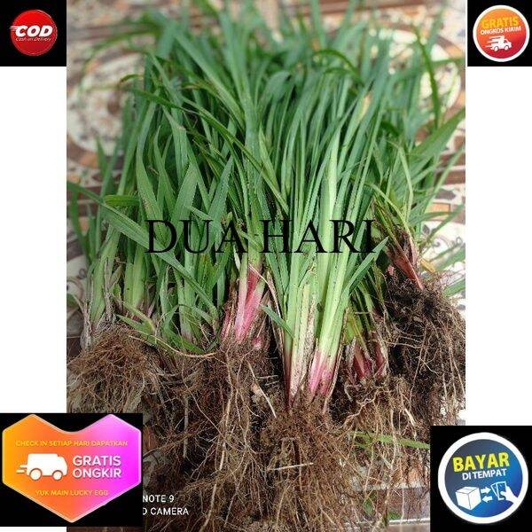 bibit benih rumput setaria pakan ternak 1kg terbaik dijamin hidup dan ...