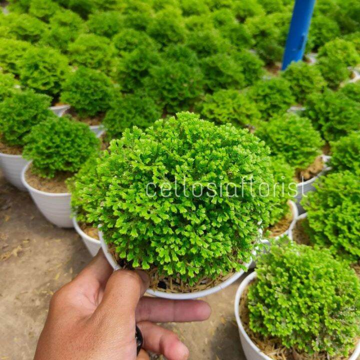 Tanaman Hias Lumut Ambon / Moss Ambon Sesuai di Foto | Lazada Indonesia