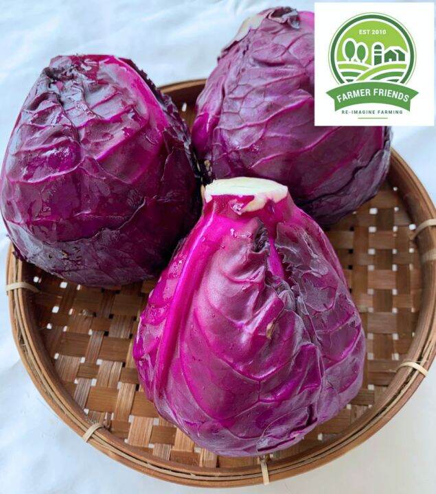 Sayur Farmer Friends - Kol Ungu 1 Kg | Lazada Indonesia