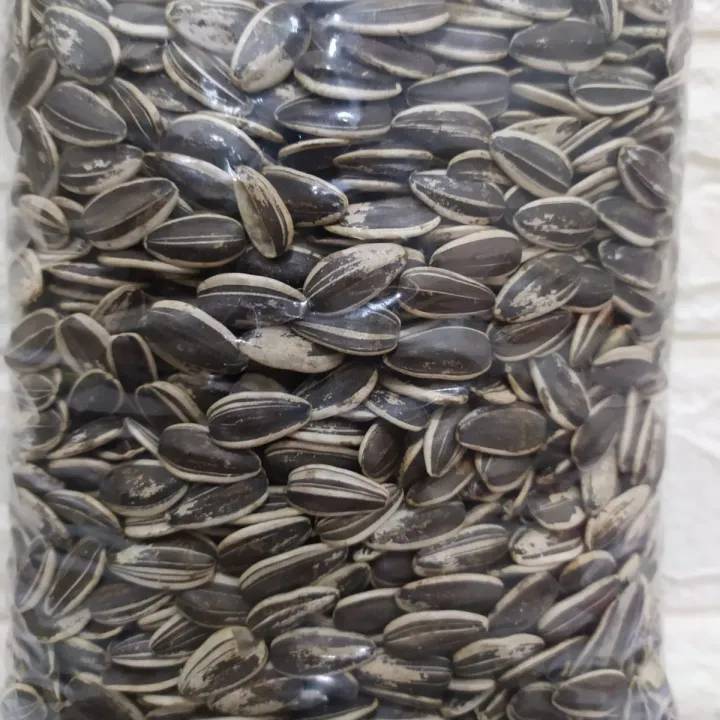 Kwaci Besar kuaci jumbo 500gram biji kuaci Makanan Burung Parrot ...