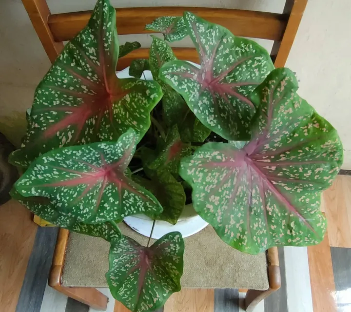 Murang Halaman Caladium Heart of Jesus 2 to 3 leaves # ...