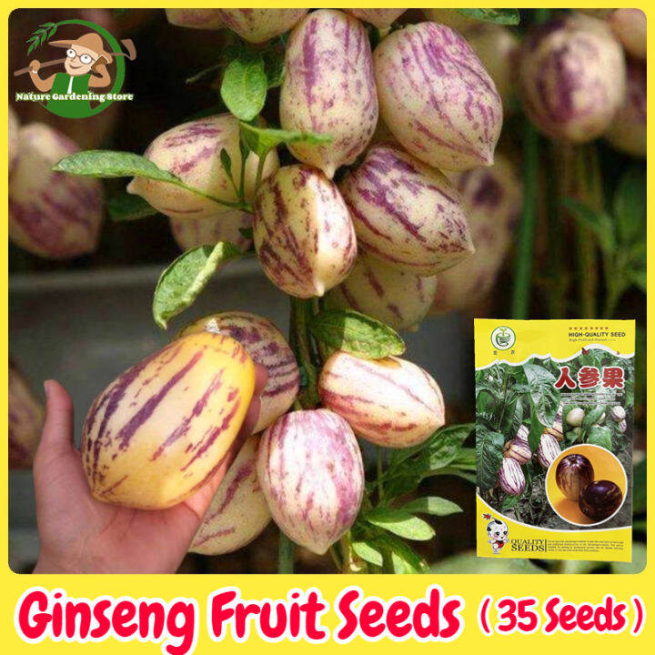Fresh Organic Ginseng Fruit Seeds for Planting (35 Seed) High Yield ...
