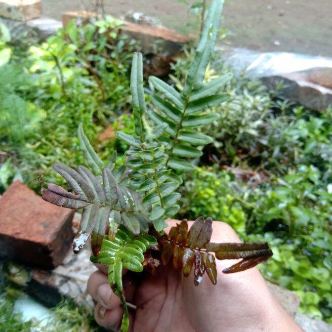 pakis hutan paludarium 1rumpun | Lazada Indonesia