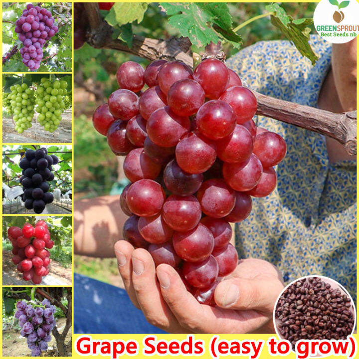 Malaysia Ready Stock 100pcs Mixed Grape Seeds Home Garden Vitis Vinifera Delicious Fruit Plant ...
