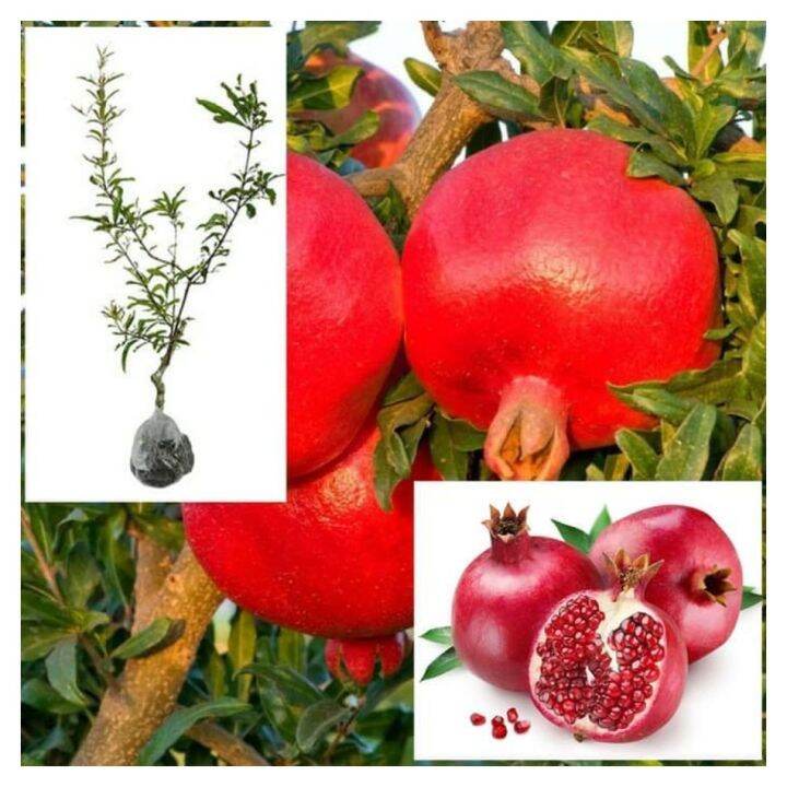 Bibit Delima Red Ruby Tanaman Budidaya di Perkebunan Wisata Agrotani ...