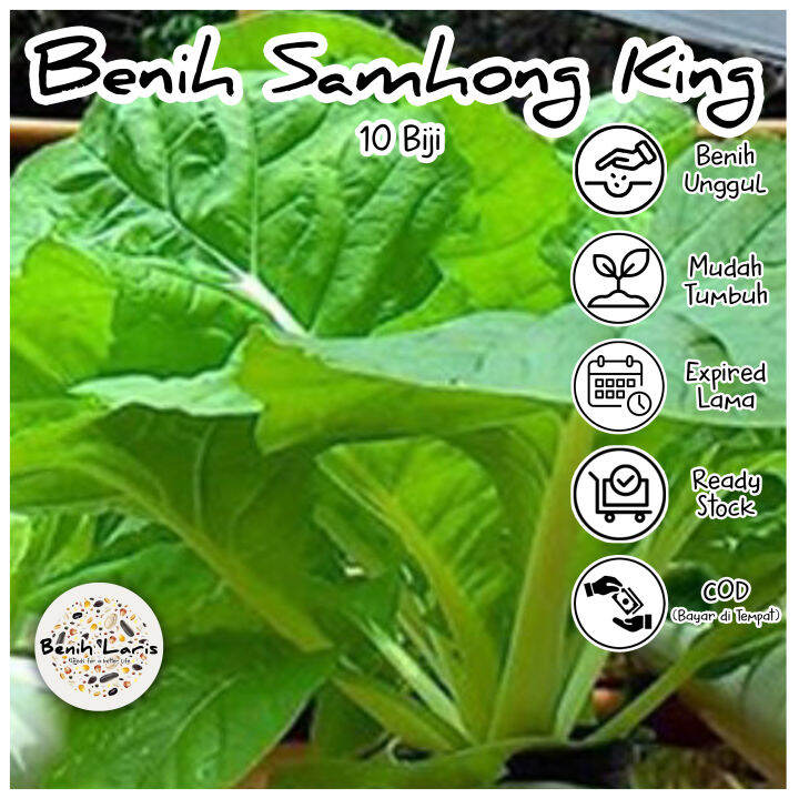Samhong King - Benih Bibit Pakcoy Samhong King (Benih Sayur Sawi Sendok ...