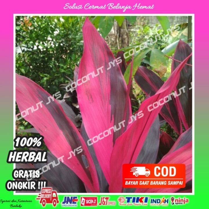 daun andong merah-hanjuang merah isi 20 lembar obat obatan tradisional ...