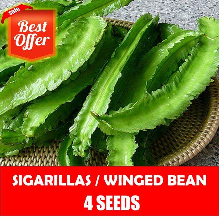 Winged Bean Seeds - Vegetable Seeds | Lazada PH