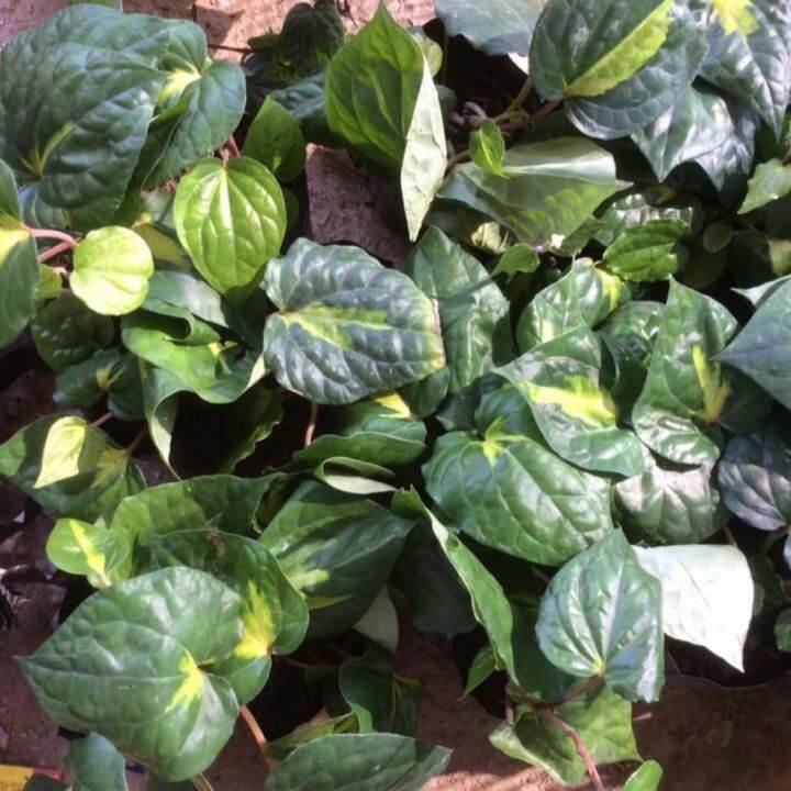 Pokok sireh batik, rare exotic, real live plants , live plants , sirih ...