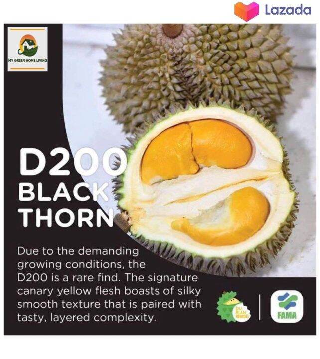 Anak Pokok Durian Duri Hitam/Ochee/Black Thorn (D200) - Young Black Thorn Durian Tree Seedling ...