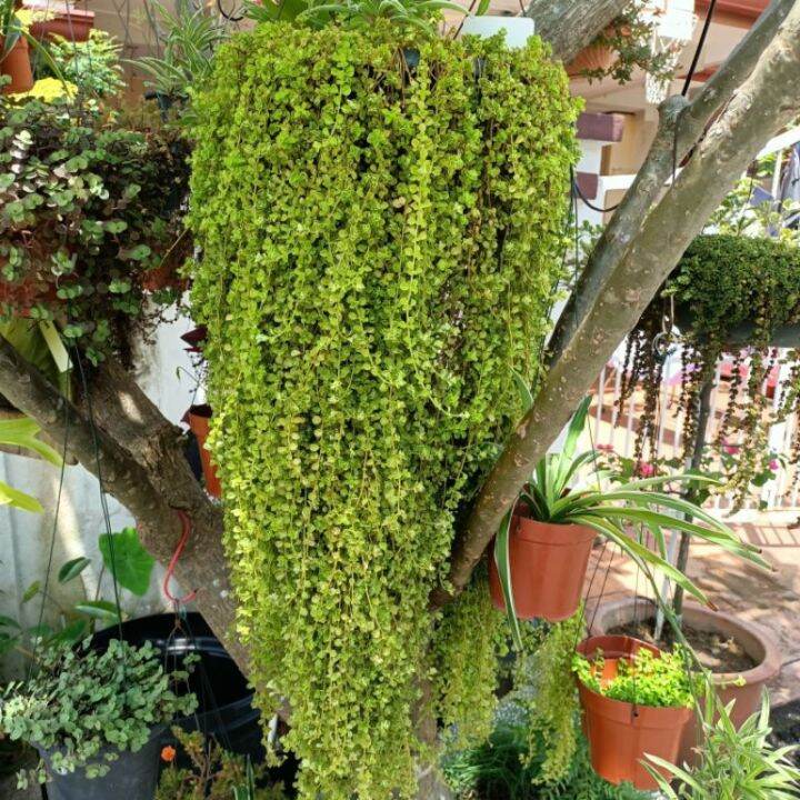 Baby Tears Plant/[Pilea Depressa]/Depressed Clearweed/Hanging Plant ...