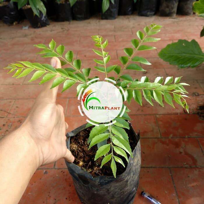 Bibit Tanaman Salam Koja - Pohon Salam Koja - Daun Temuru - Daun Kari ...