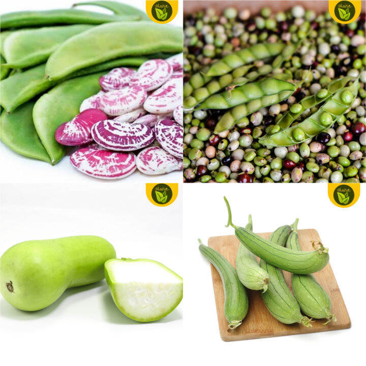 All in! 4 in 1 High Quality Vegetable Seeds: Upo Patola Kadyos Lima ...