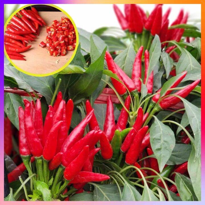 100 Seeds/pack Siling Labuyo Hybrid - Hot Pepper Taiwan Chili / Siling Taiwan | Lazada PH