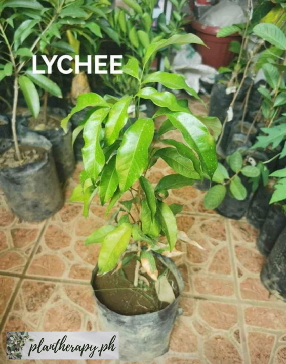 Lychees Tree (Live Plant) with FREE garden soil, plastic pot and marble ...
