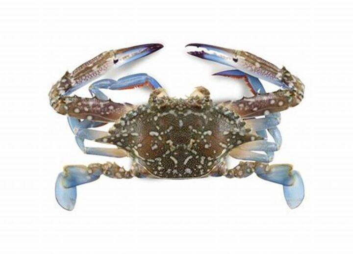 [Frozen] Ketam Bunga (3 Ekor) | Lazada