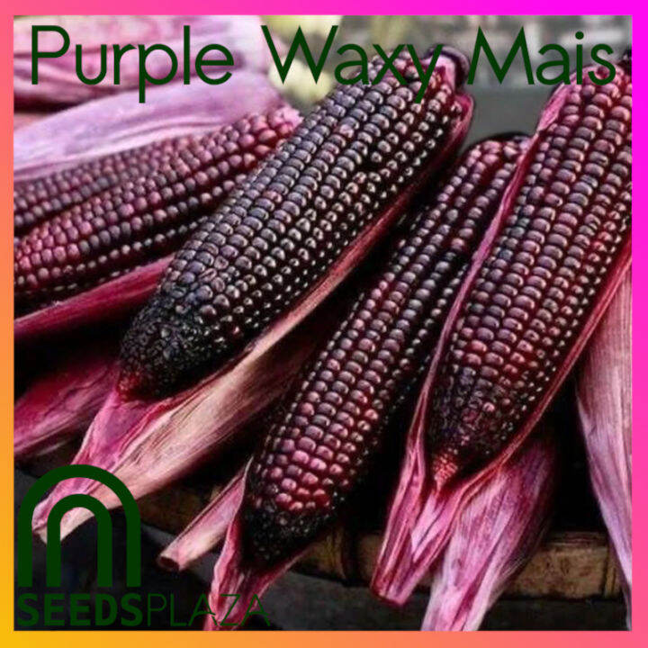 SeedsPLAZA - Purple Corn Seeds F1 Hybrid (15 Seed) + Planting ...