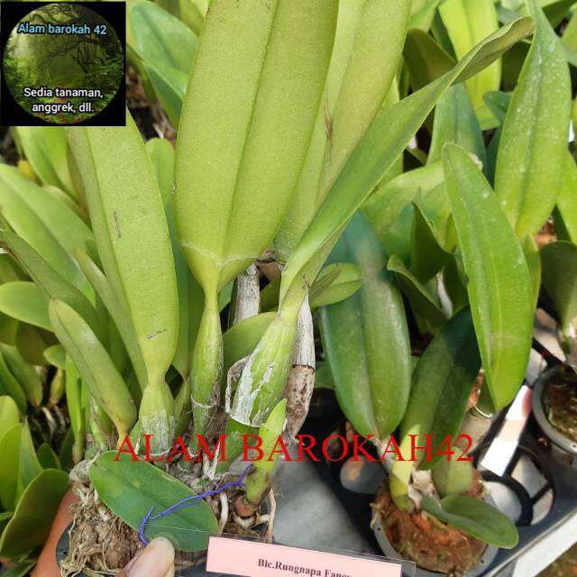 Anggrek cattleya | Lazada Indonesia