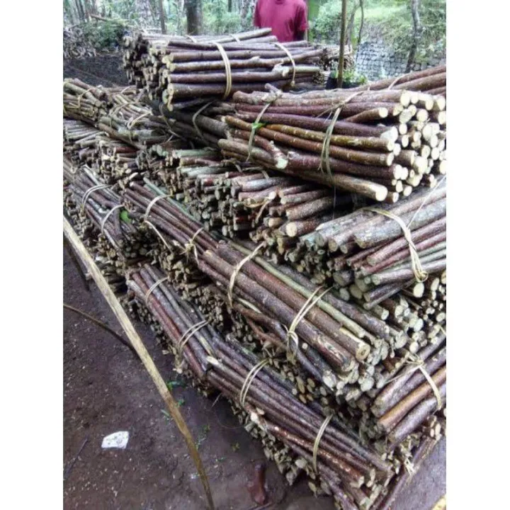 Bibit stek pohon tanaman gamal 1kg untuk pagar kebun rambatan panili ...